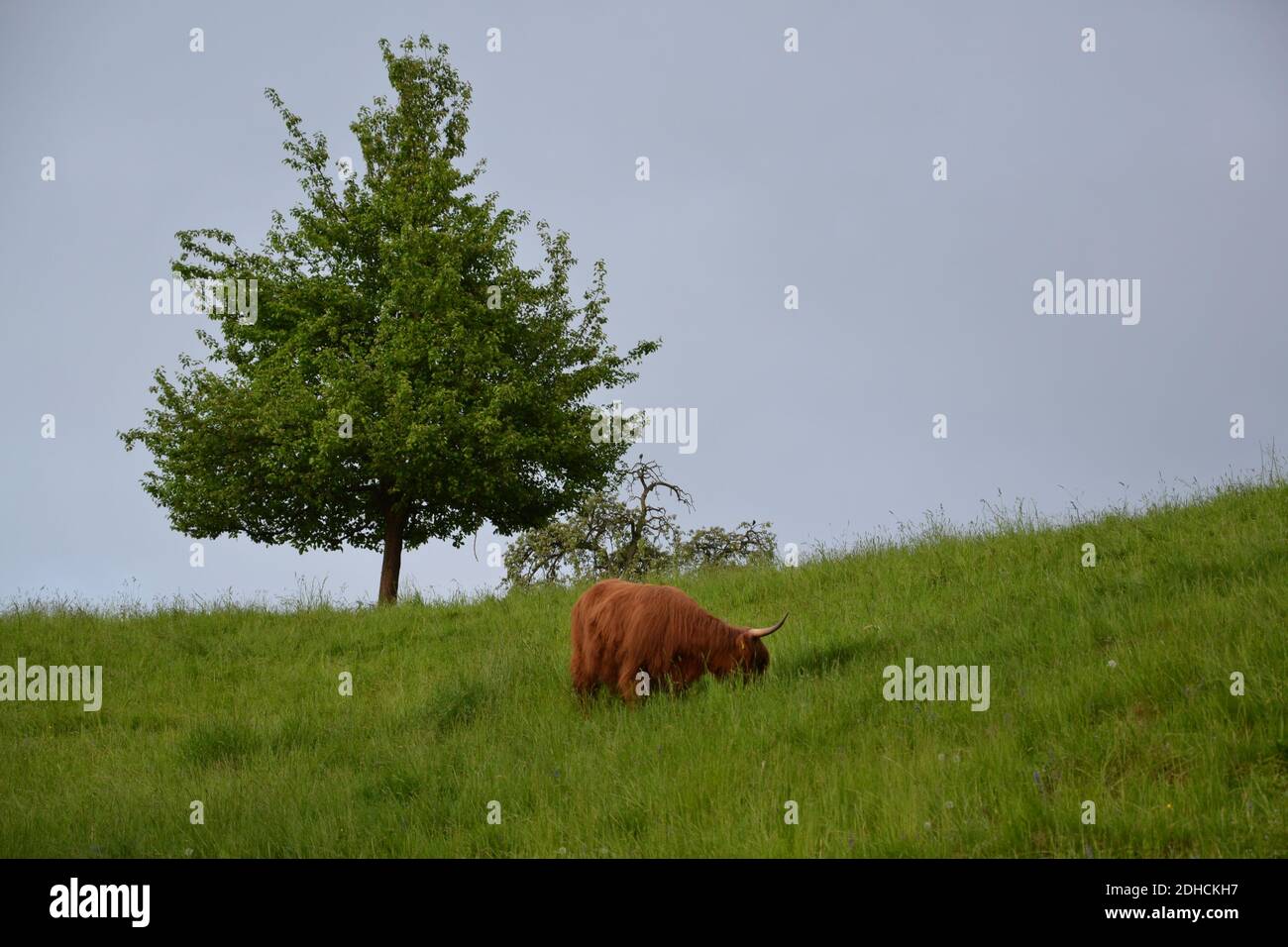 Brown Highland cow is eating grass in mountings near the tree in ...