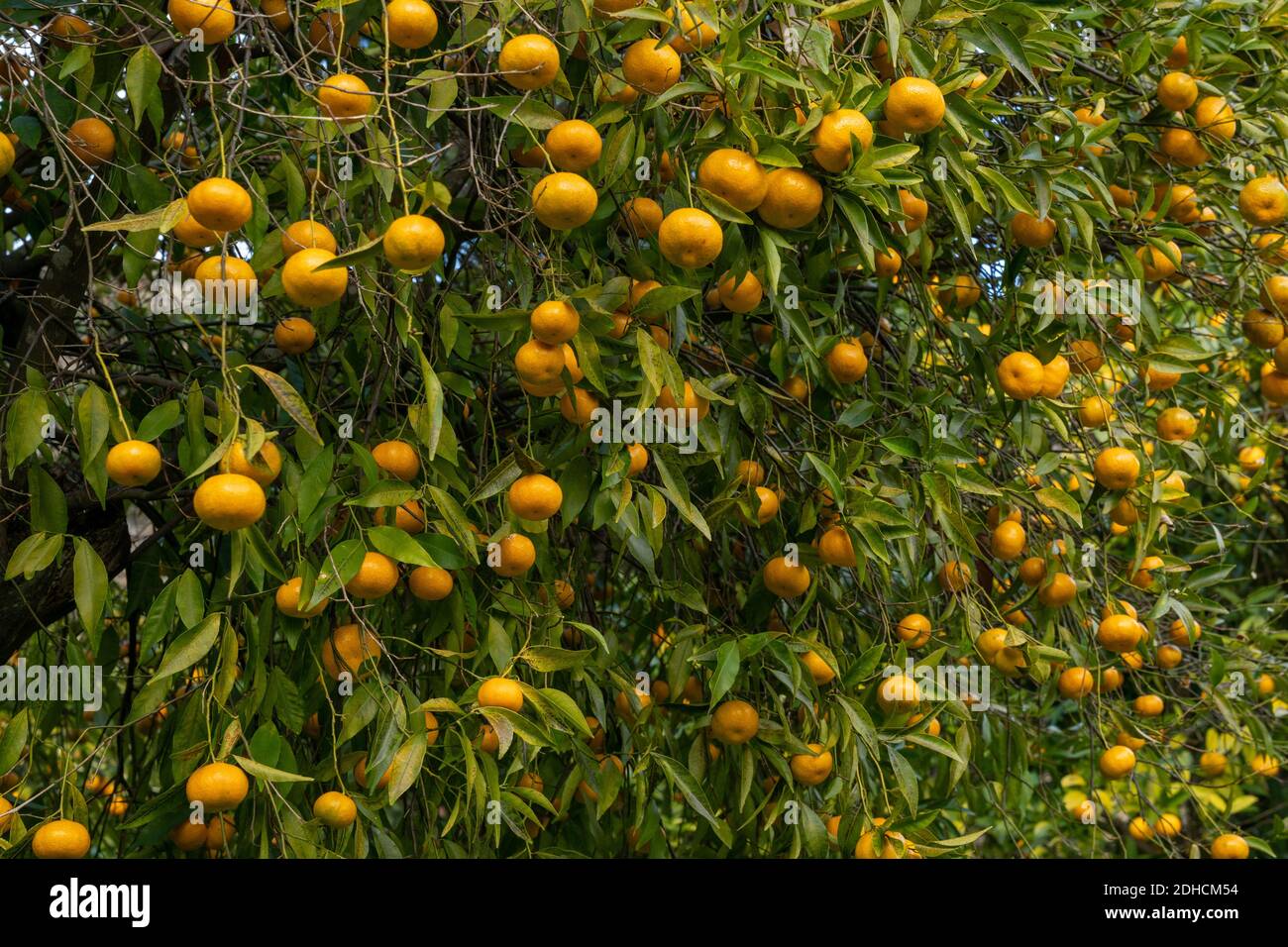 A close up of a fruit tree laden with clementines Stock Photo - Alamy