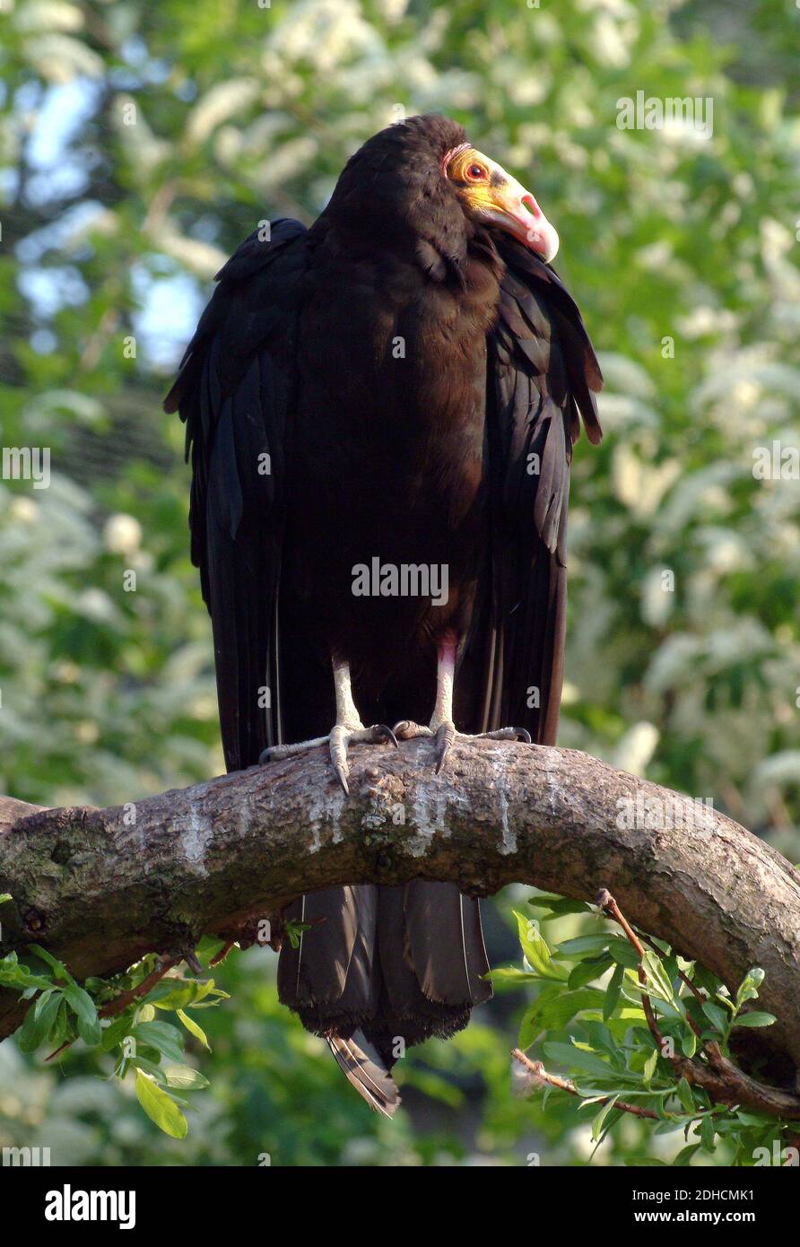 Lesser yellow-headed vulture, savannah vulture, Kleiner Gelbkopfgeier ...