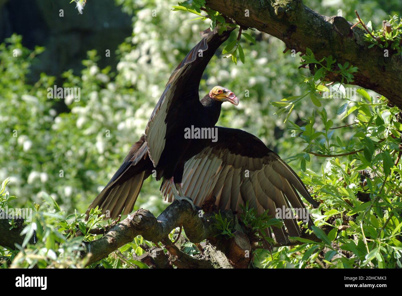 Lesser yellow-headed vulture, savannah vulture, Kleiner Gelbkopfgeier ...