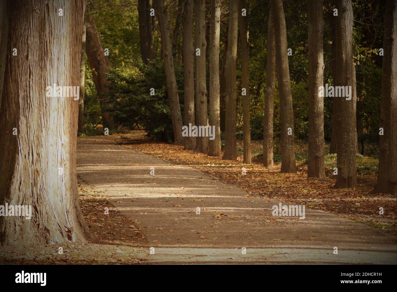 A footpath surrounded with tall trees and covered with colorful leaves ...