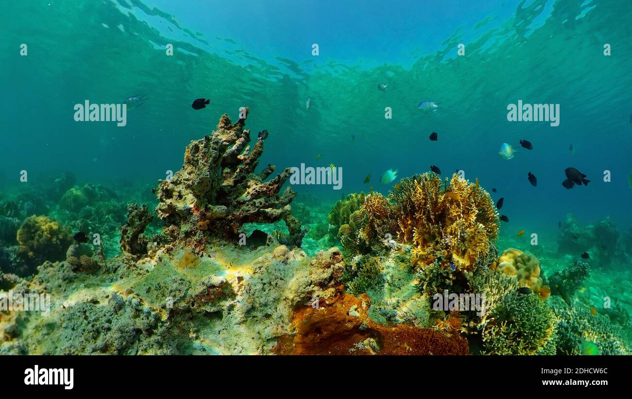 Coral reef underwater with fishes and marine life. Coral reef and ...