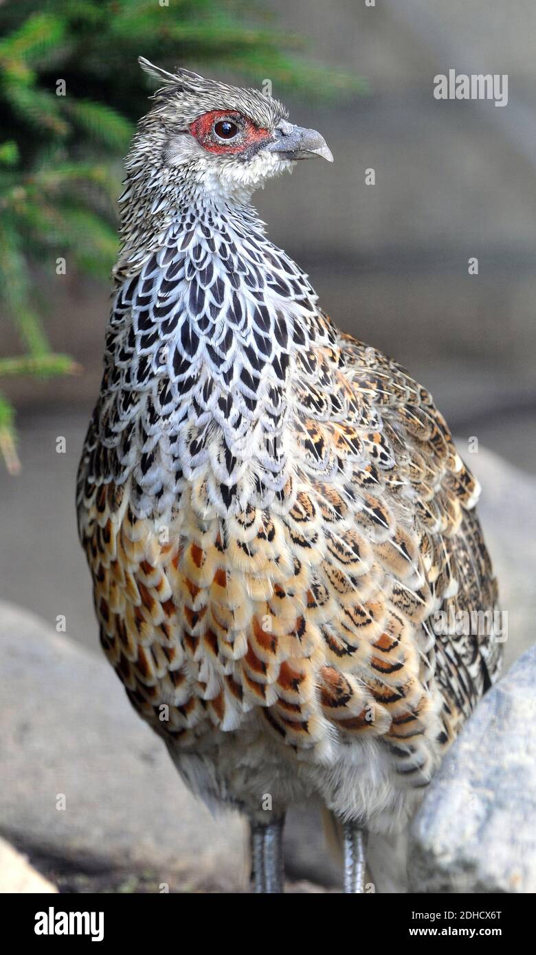 Cheer pheasant pakistan hi-res stock photography and images - Alamy