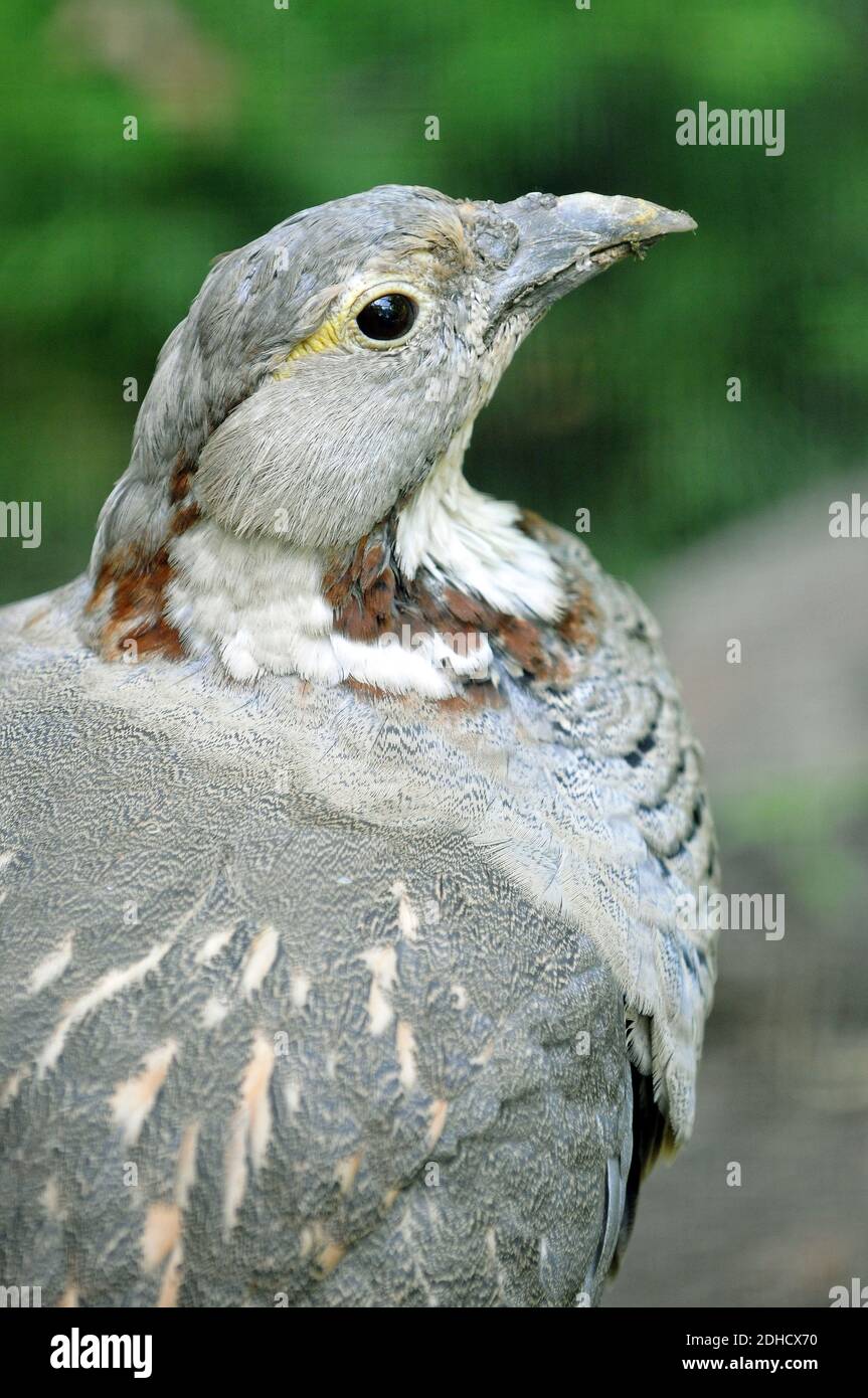 Tetraogallus Himalayensis High Resolution Stock Photography and Images ...