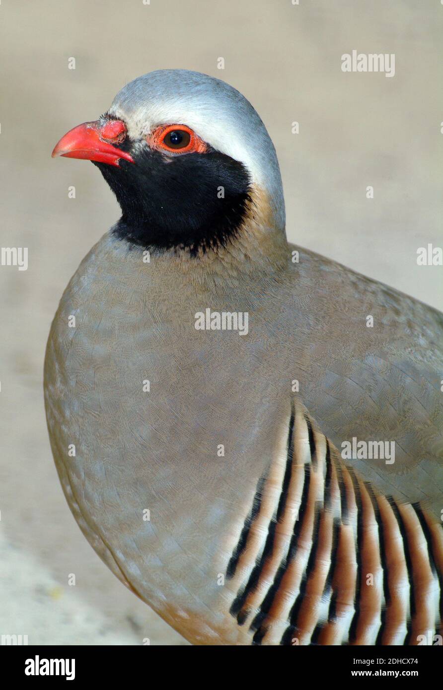 Philbys partridge hi-res stock photography and images - Alamy
