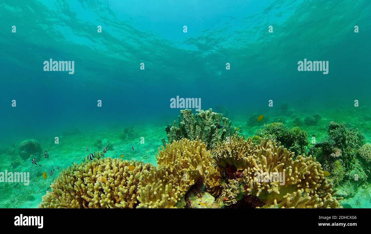 Sea coral reef. Underwater Tropical Sea Seascape. Tropical fish reef ...
