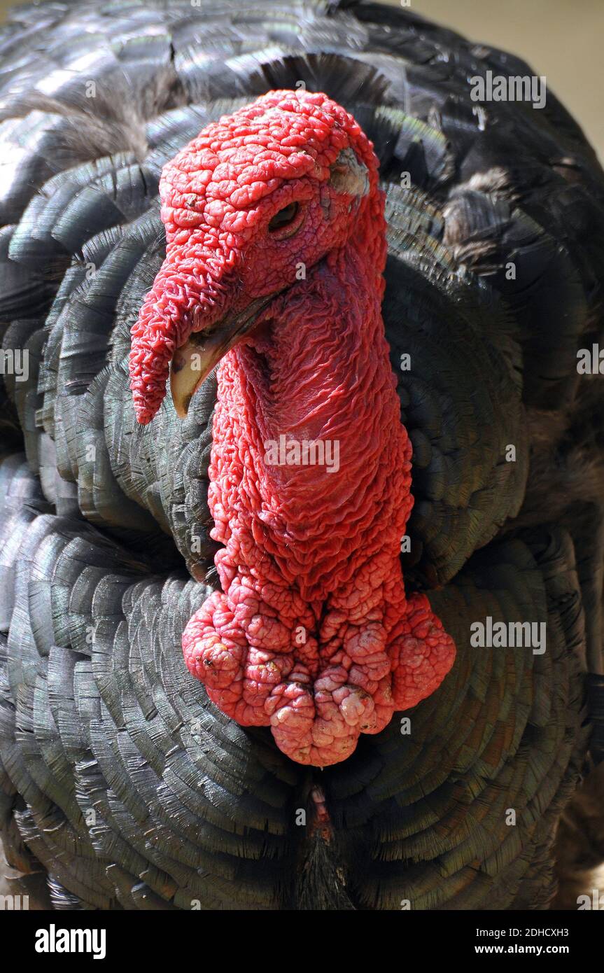 Pulyka hi-res stock photography and images - Alamy