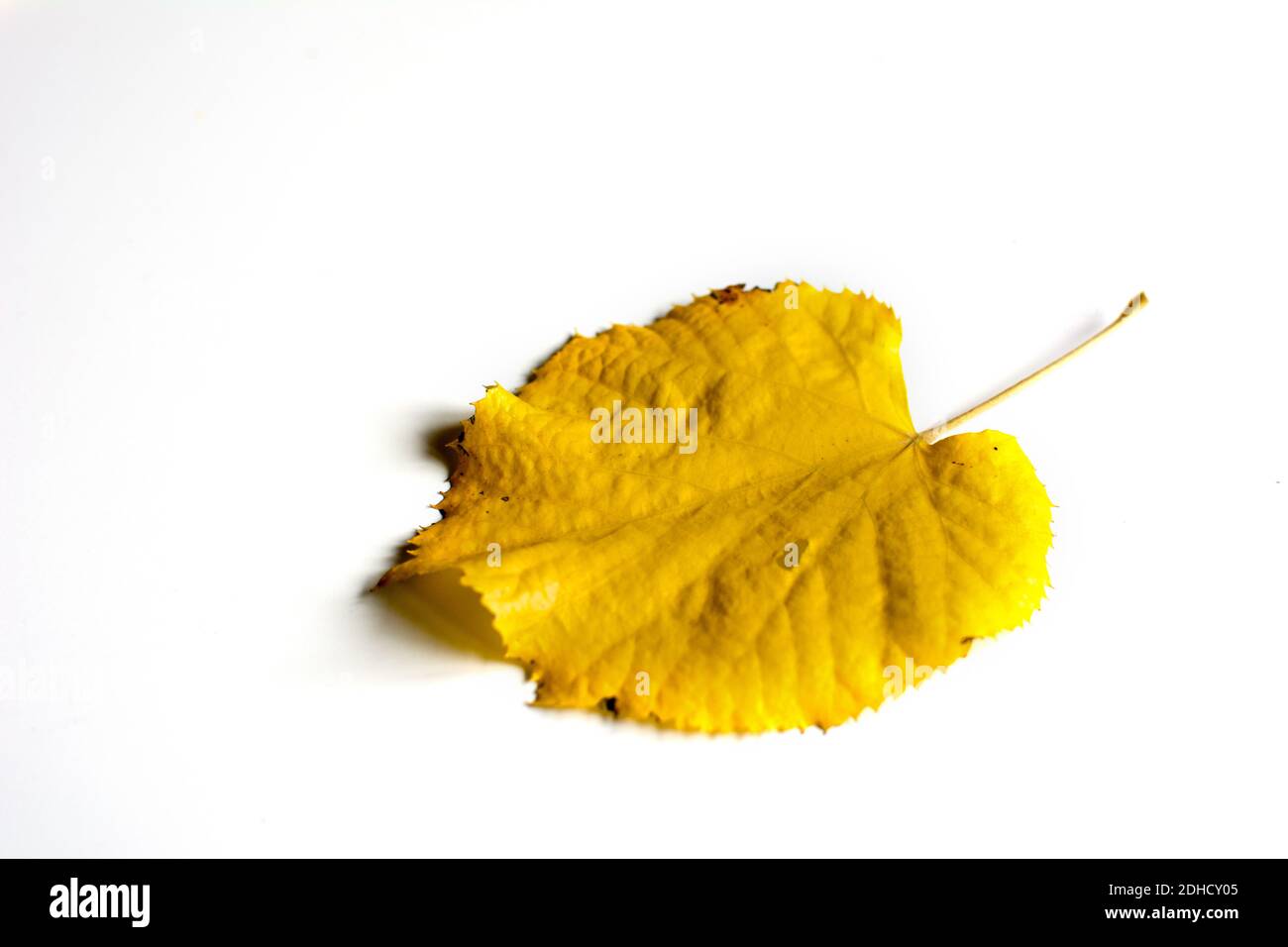 Yellow leaf isolated on white background Stock Photo - Alamy