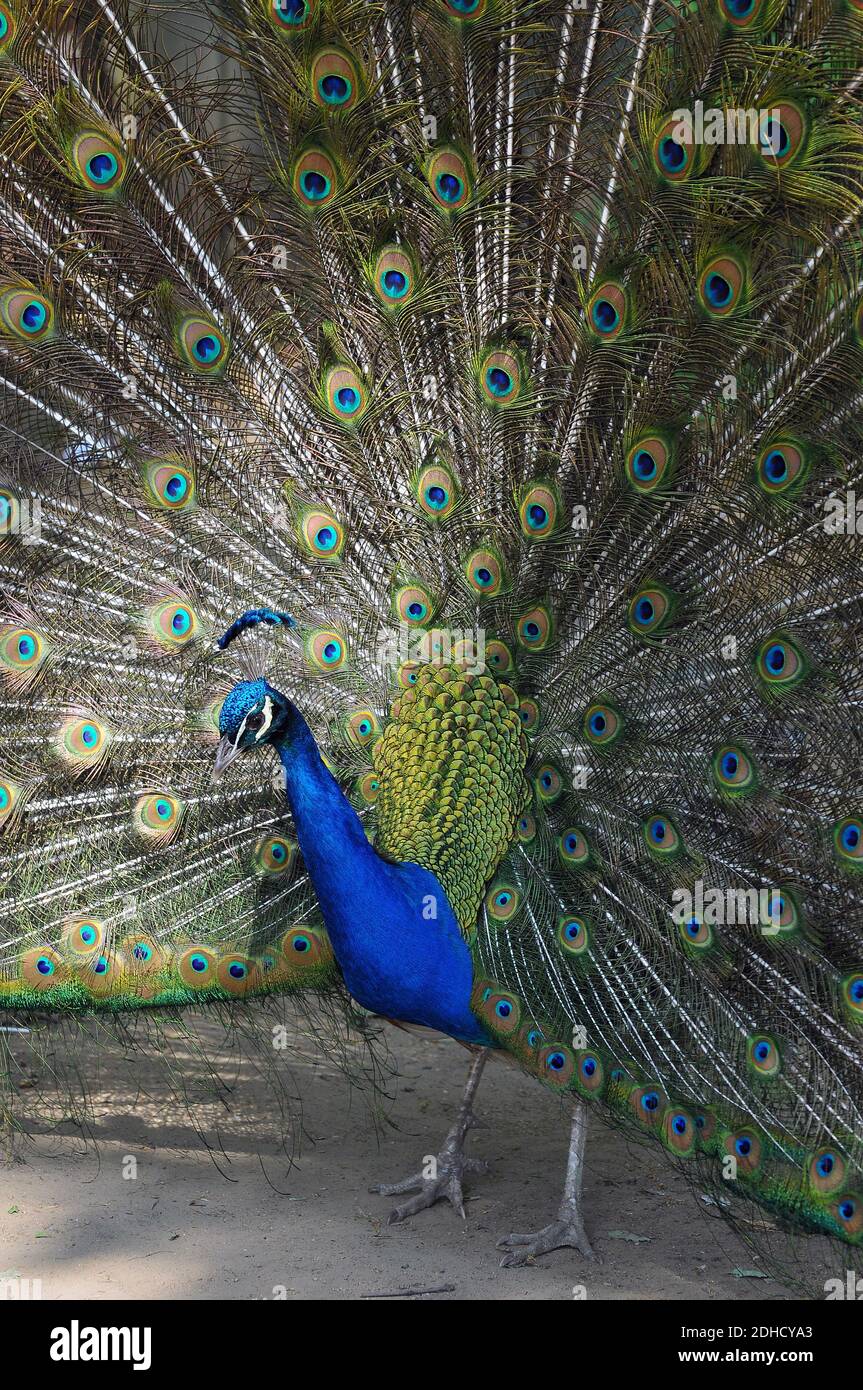 Indian peafowl, common peafowl, blue peafowl, Blauer Pfau, Paon bleu ...