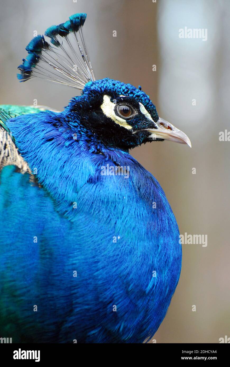 Indian peafowl, common peafowl, blue peafowl, Blauer Pfau, Paon bleu ...