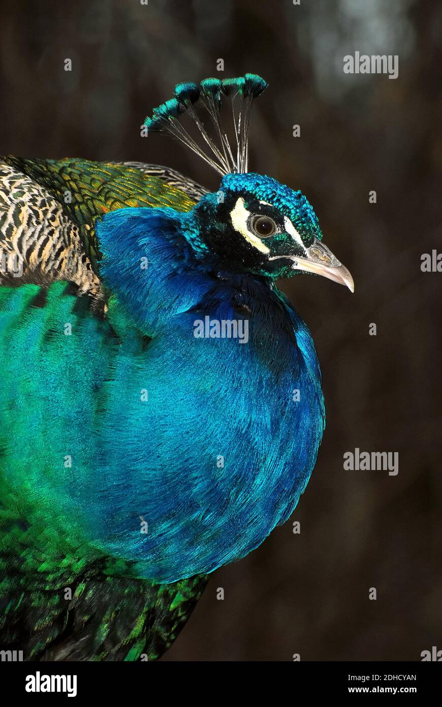 Indian peafowl, common peafowl, blue peafowl, Blauer Pfau, Paon bleu ...