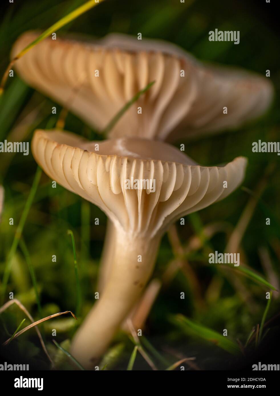 Funnel shaped hi-res stock photography and images - Alamy