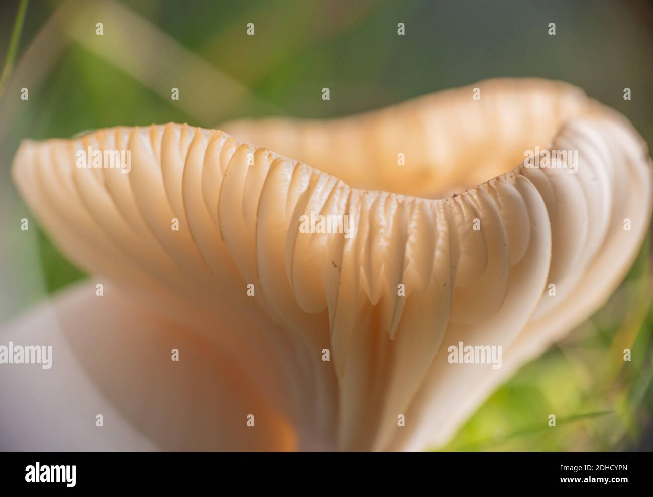 Funnel shaped hi-res stock photography and images - Alamy