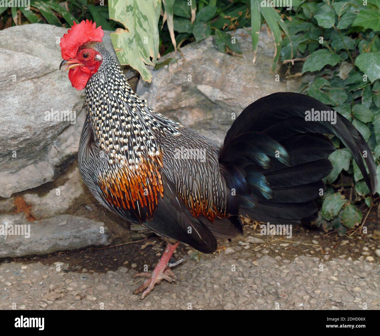 Grey Jungle Fowl