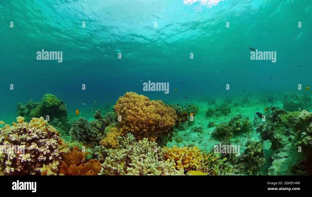 Tropical colourful underwater seascape.The underwater world with ...