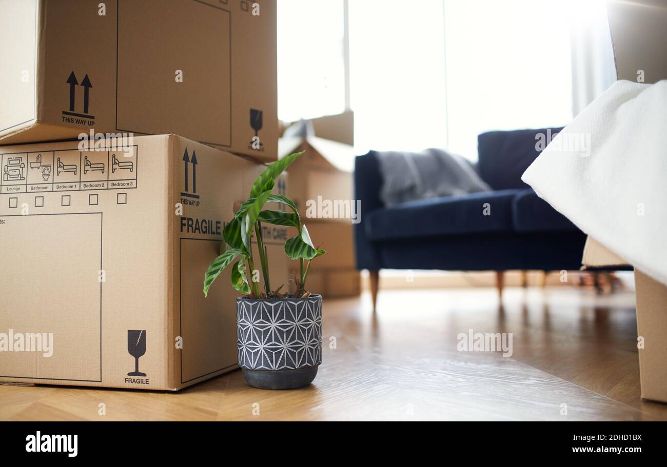 Close up of stacked removal boxes and house plants in lounge ready for ...