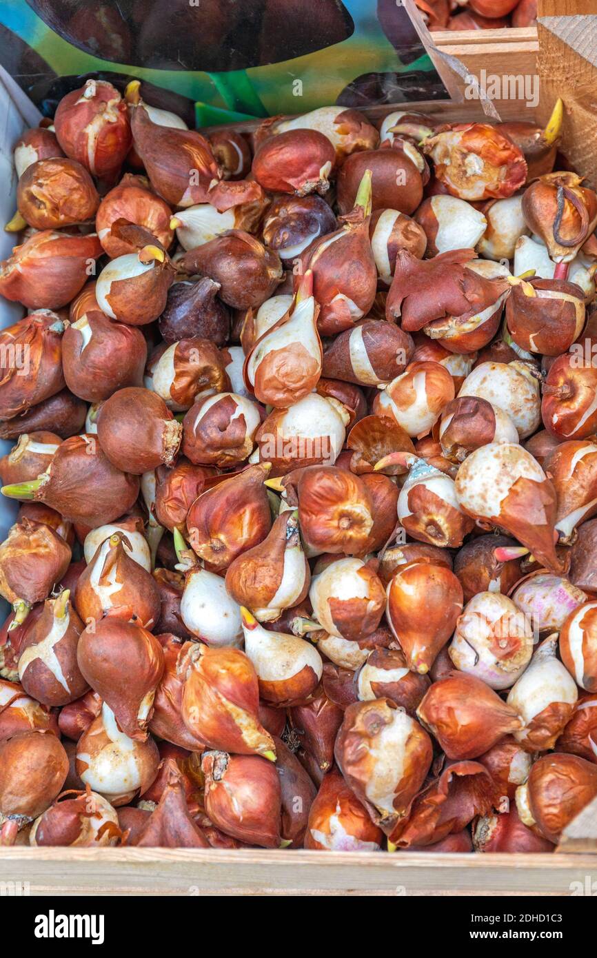Bunch of Famous Holland Tulip Bulbs in Box Stock Photo - Alamy