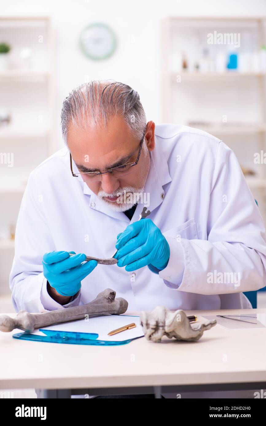 Paleontologist lab hi-res stock photography and images - Alamy