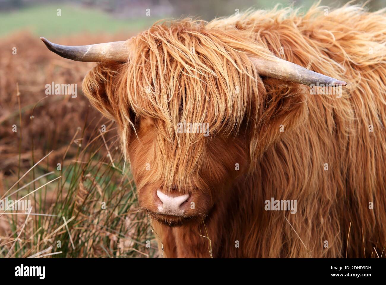 Cow bo hi-res stock photography and images - Alamy