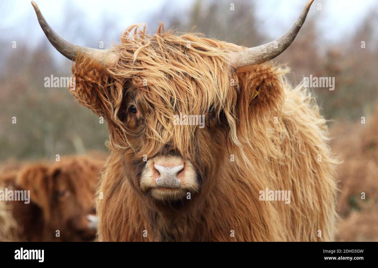 Cow bo hi-res stock photography and images - Alamy