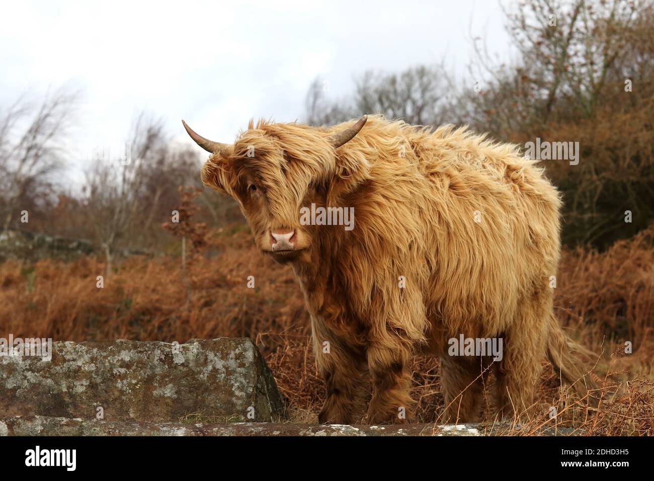 Highland Cow - Bo taurus taurus Stock Photo - Alamy