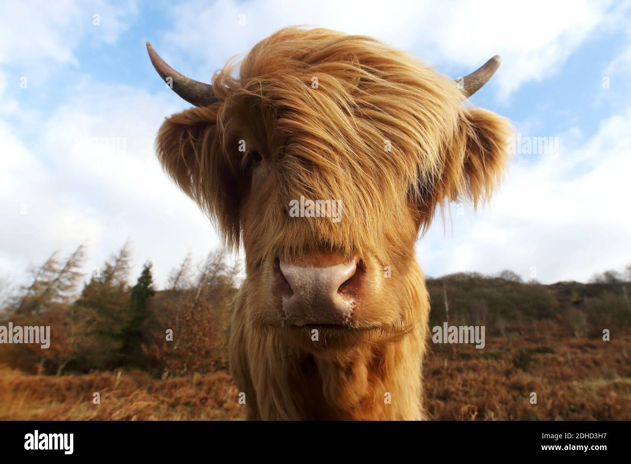 Highland Cow - Bo taurus taurus Stock Photo - Alamy