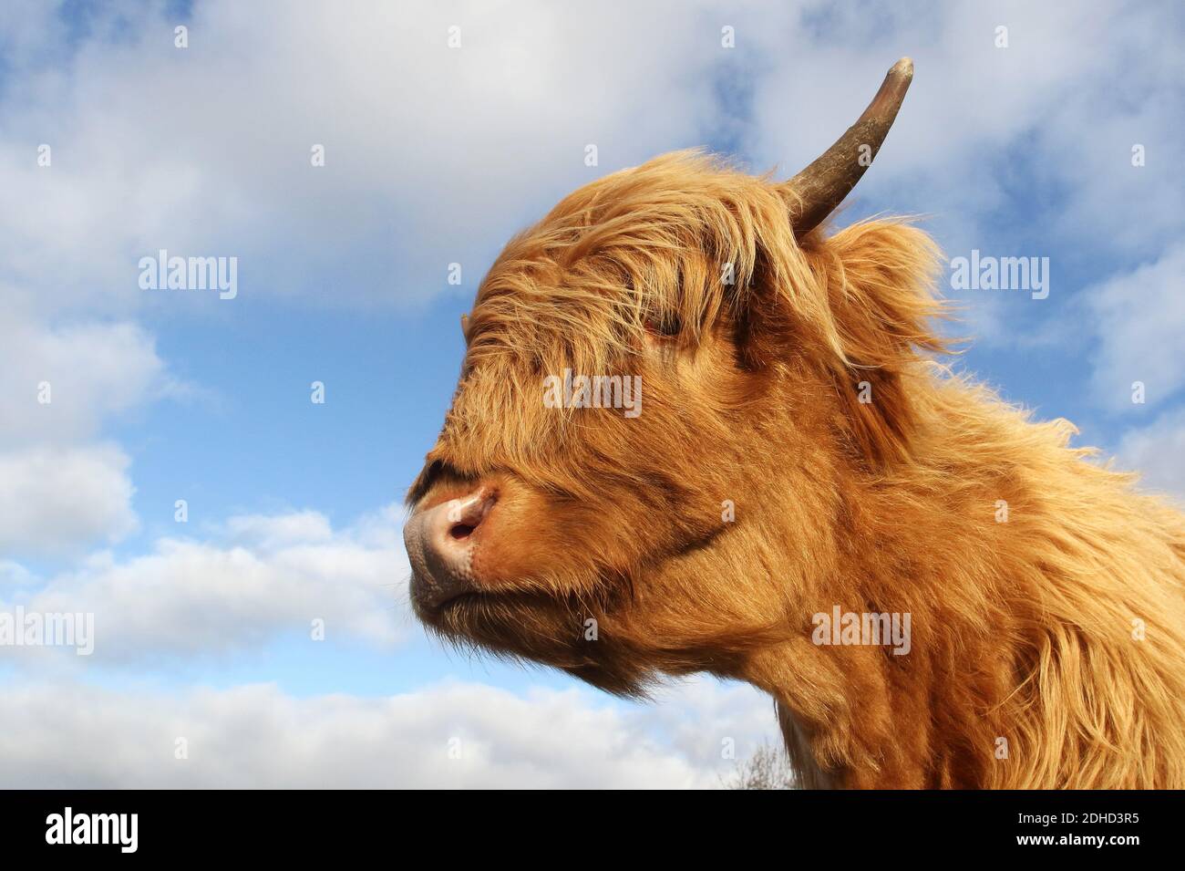 Highland Cow - Bo taurus taurus Stock Photo - Alamy