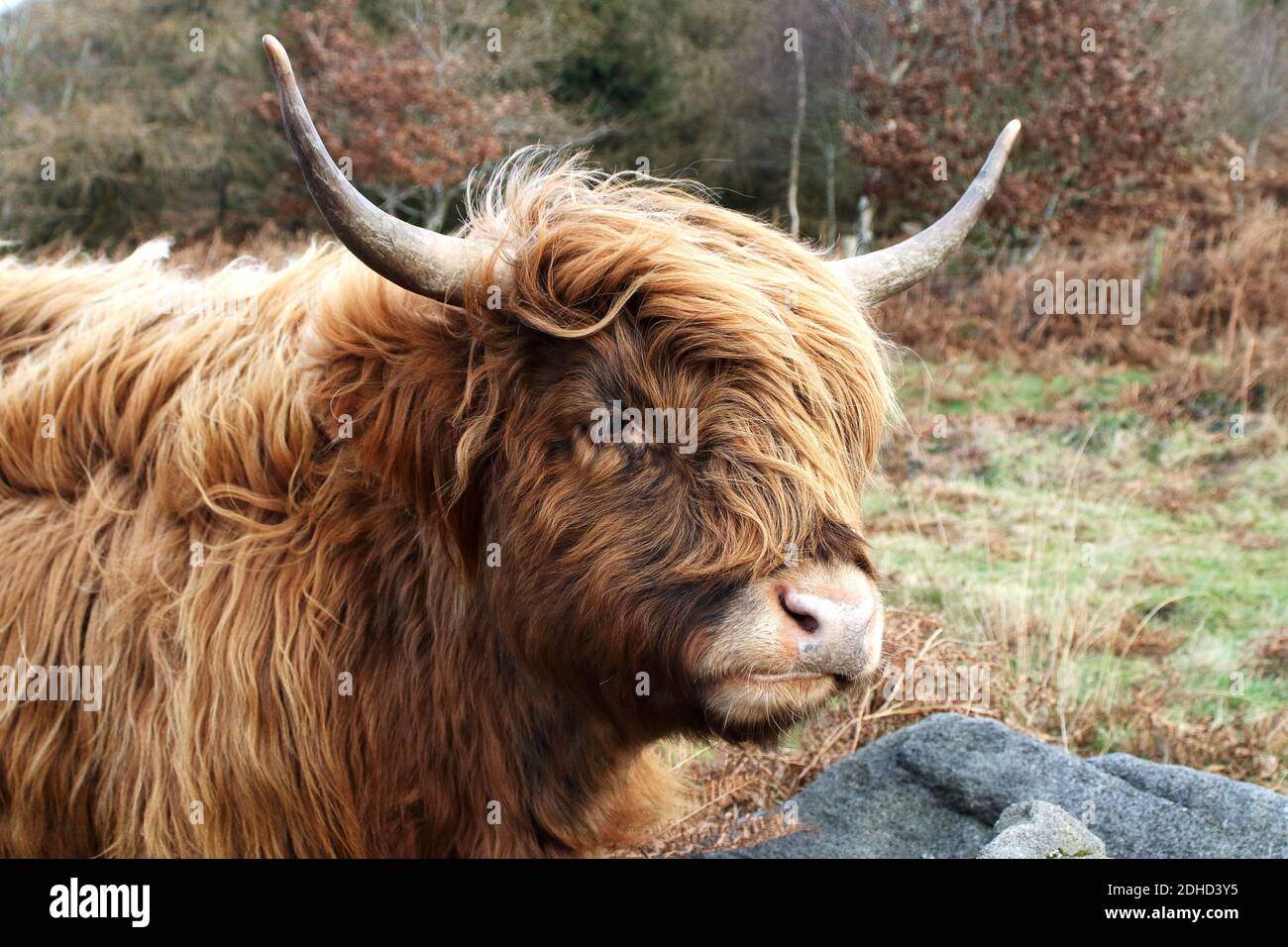 Cow bo hi-res stock photography and images - Alamy