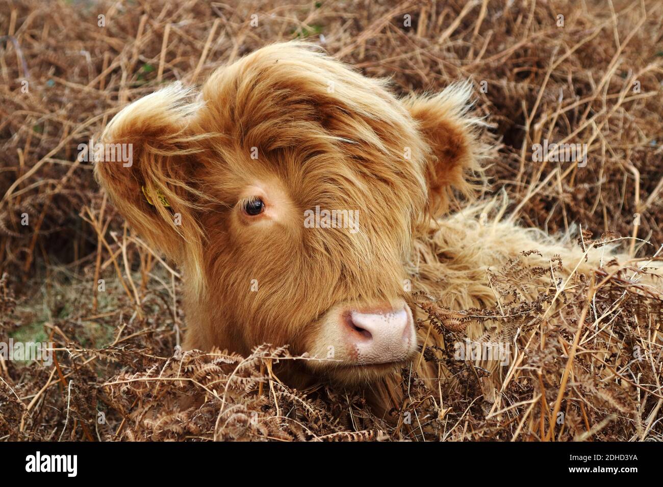 Highland Cow - Bo taurus taurus Stock Photo - Alamy