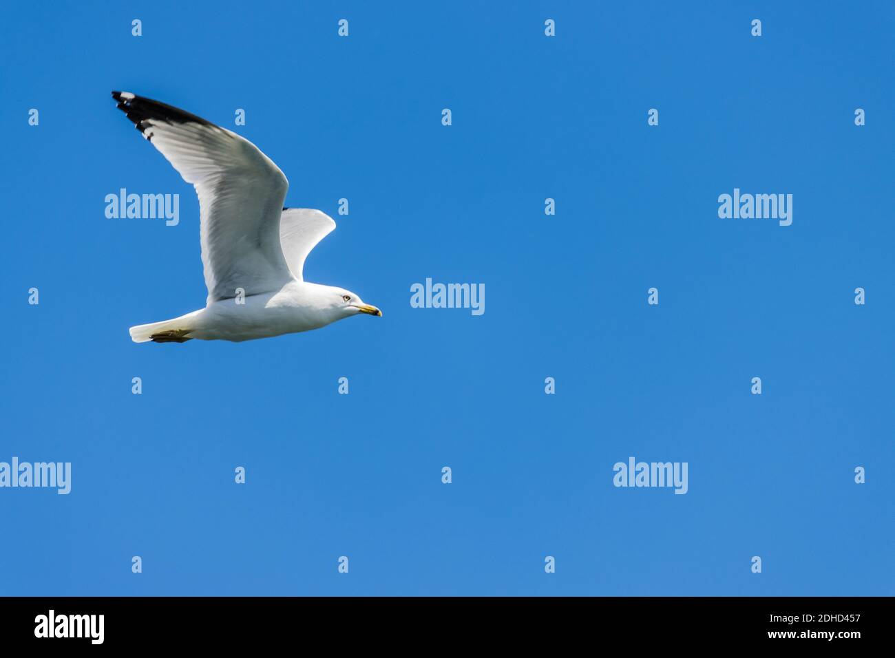 Seagull in flight Stock Photo - Alamy