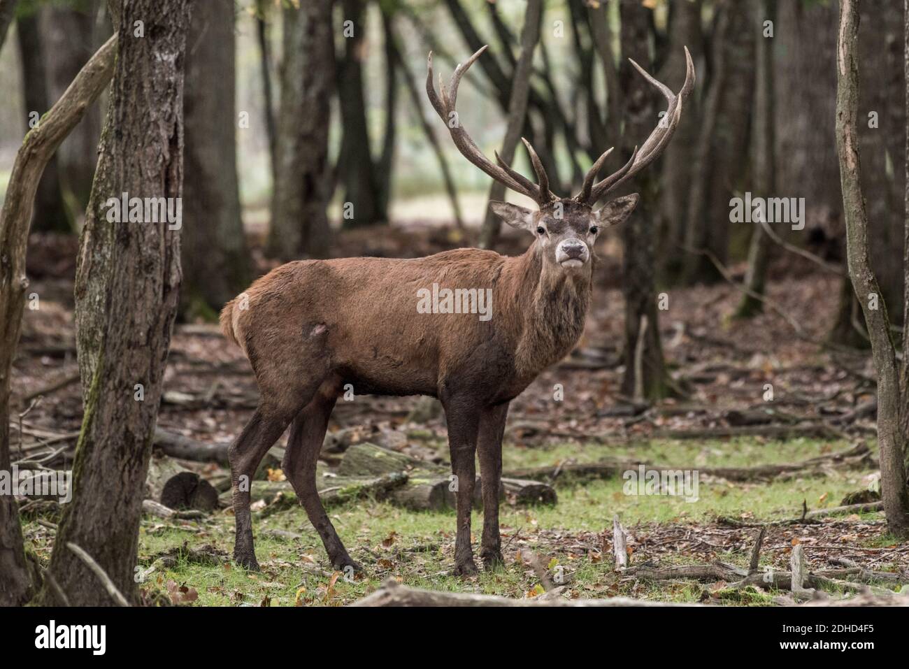 A deer is seen in Rambouillet forest near Paris on October 6, 2017 as ...