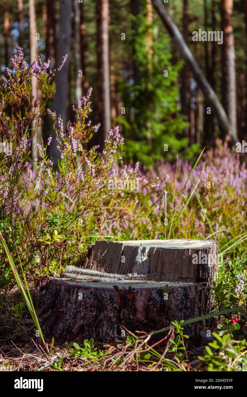 Stump of pine tree with blooming purple heather and pine forest on ...