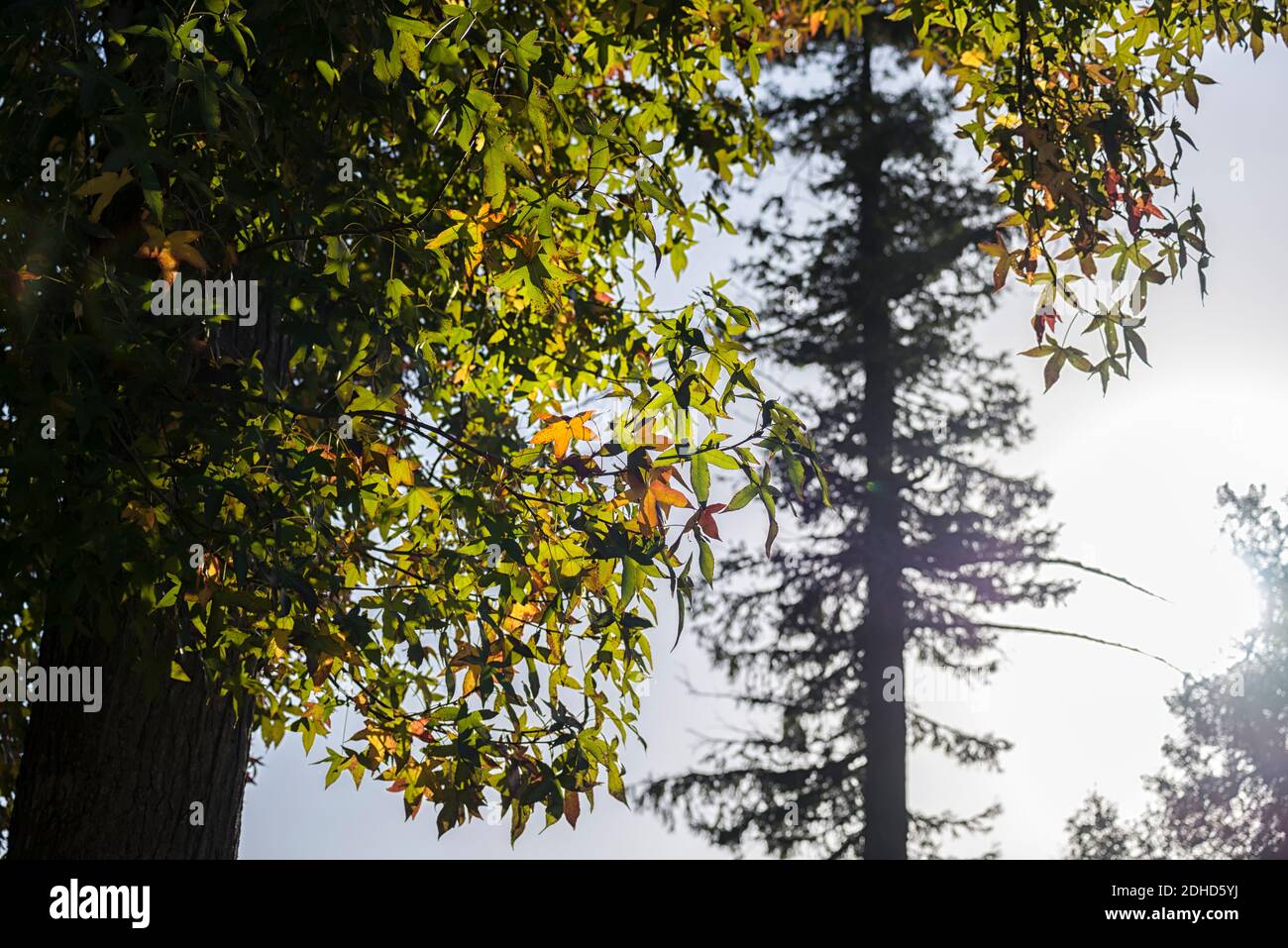 Balboa tree hi-res stock photography and images - Alamy