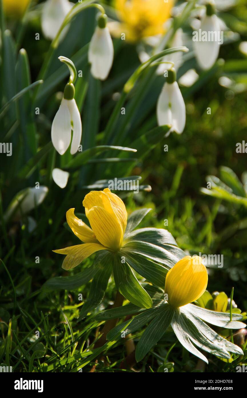 Winter aconites and snowdrops Stock Photo - Alamy