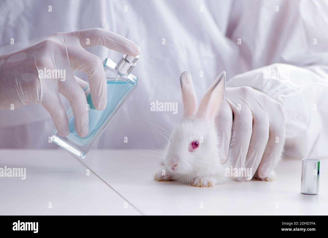 White rabbit in scientific lab experiment Stock Photo - Alamy
