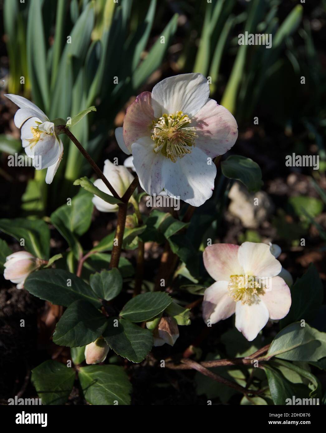 Yellow spring flowers of lenten rose hi-res stock photography and ...