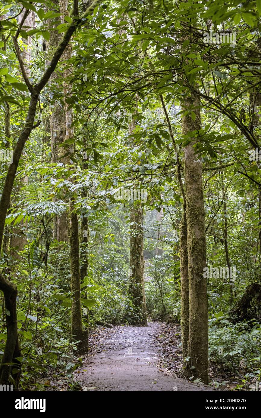 A vertical shot of a pathway in a forest surrounded by trees and gre ...
