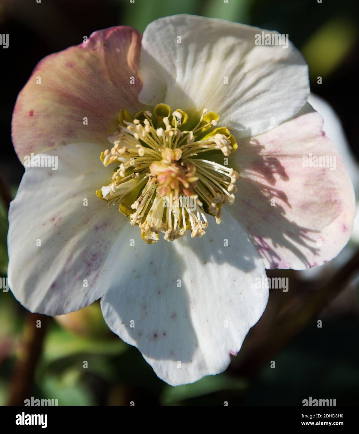 Pale yellow lenten rose hi-res stock photography and images - Alamy