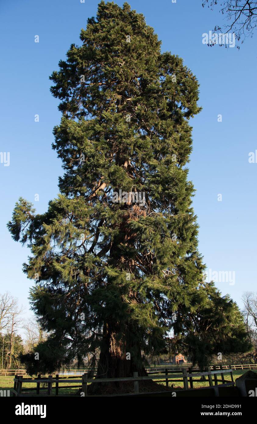 Wellingtonia hi-res stock photography and images - Alamy