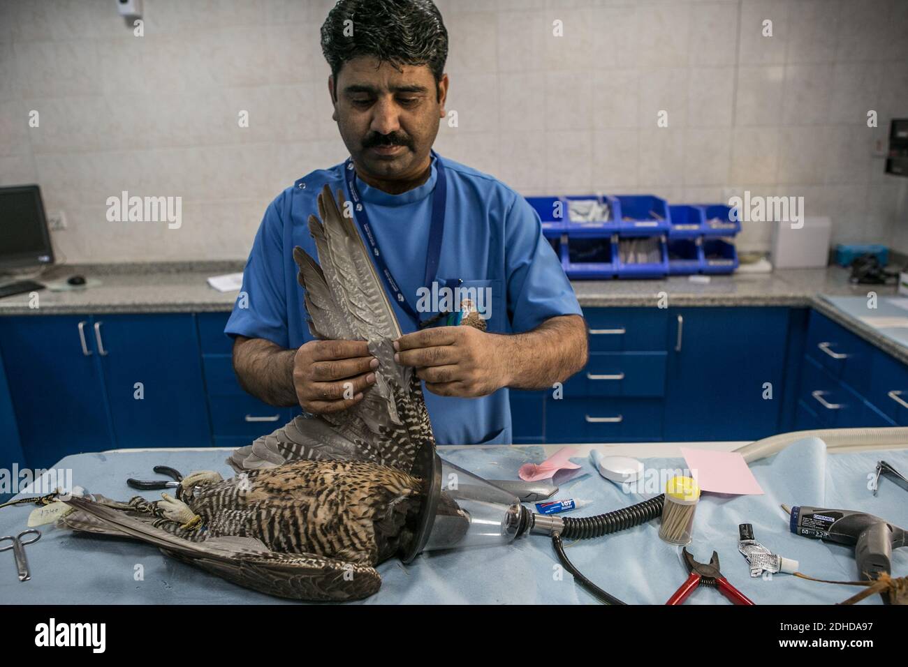 Abu dhabi falcon hospital hi-res stock photography and images - Alamy