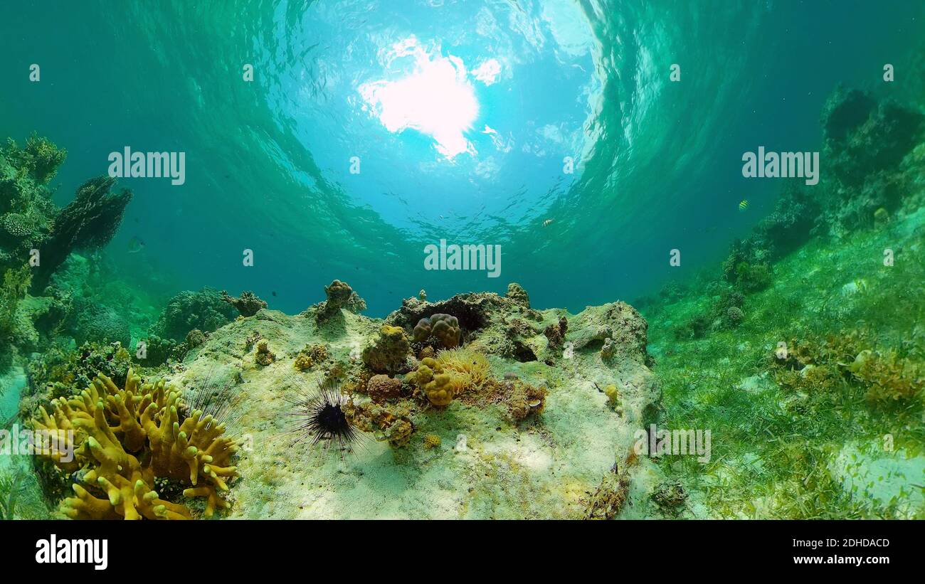 Reef Coral Scene. Tropical underwater sea fish. Hard and soft corals ...