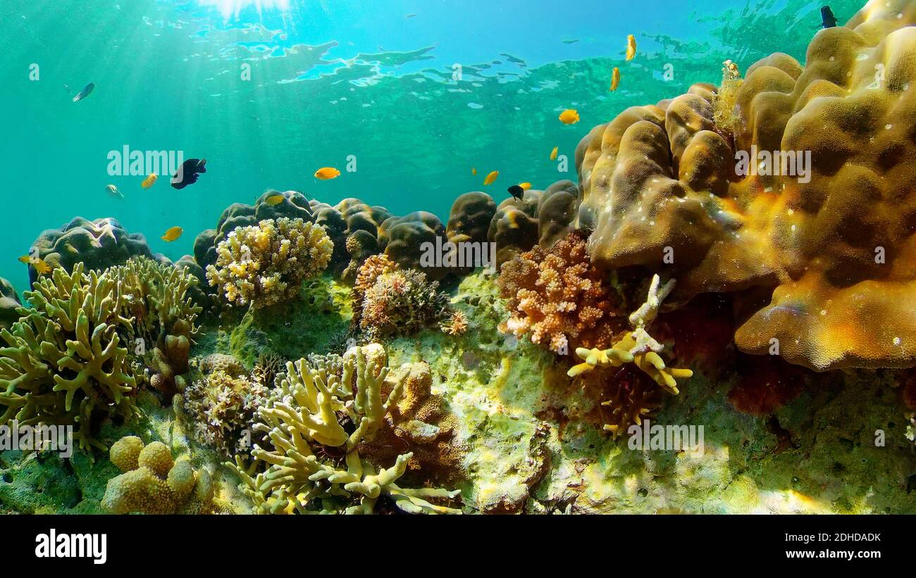 Underwater Tropical Reef View. Tropical fish reef marine. Soft-hard ...