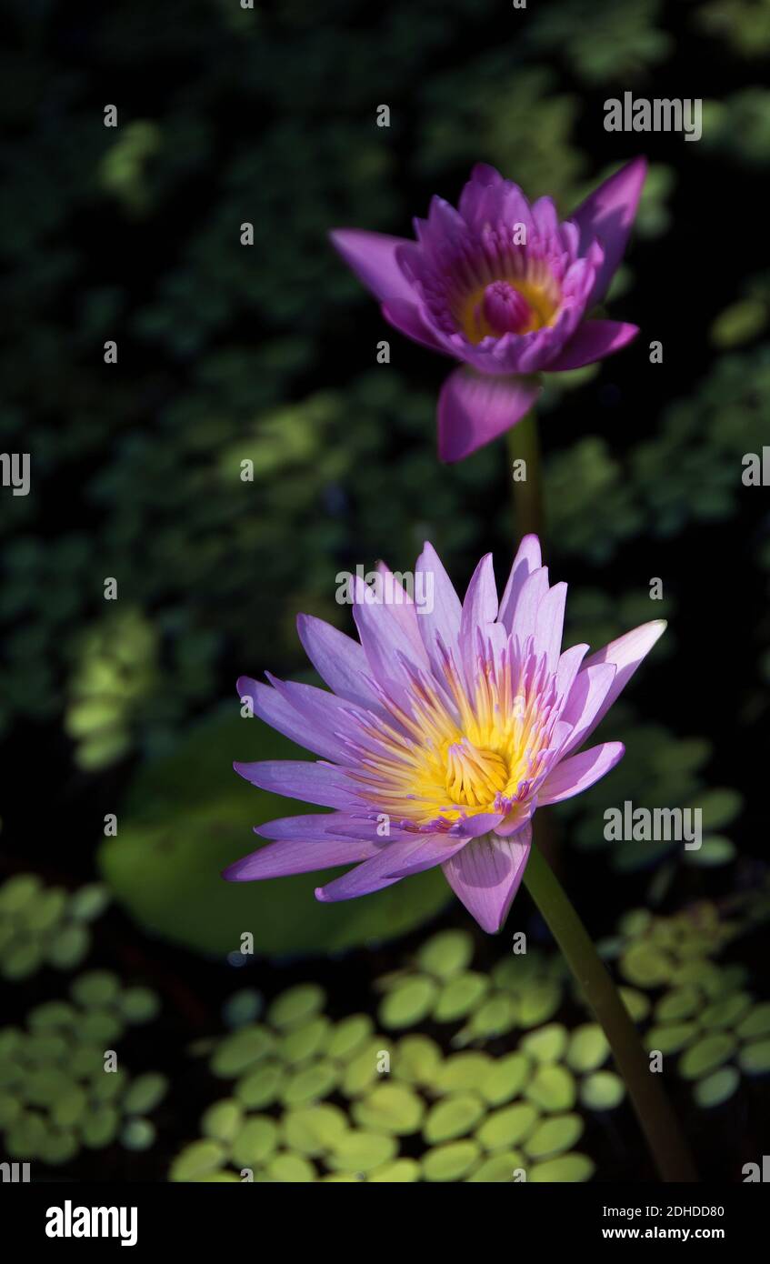 Common aquatic plants hi-res stock photography and images - Alamy