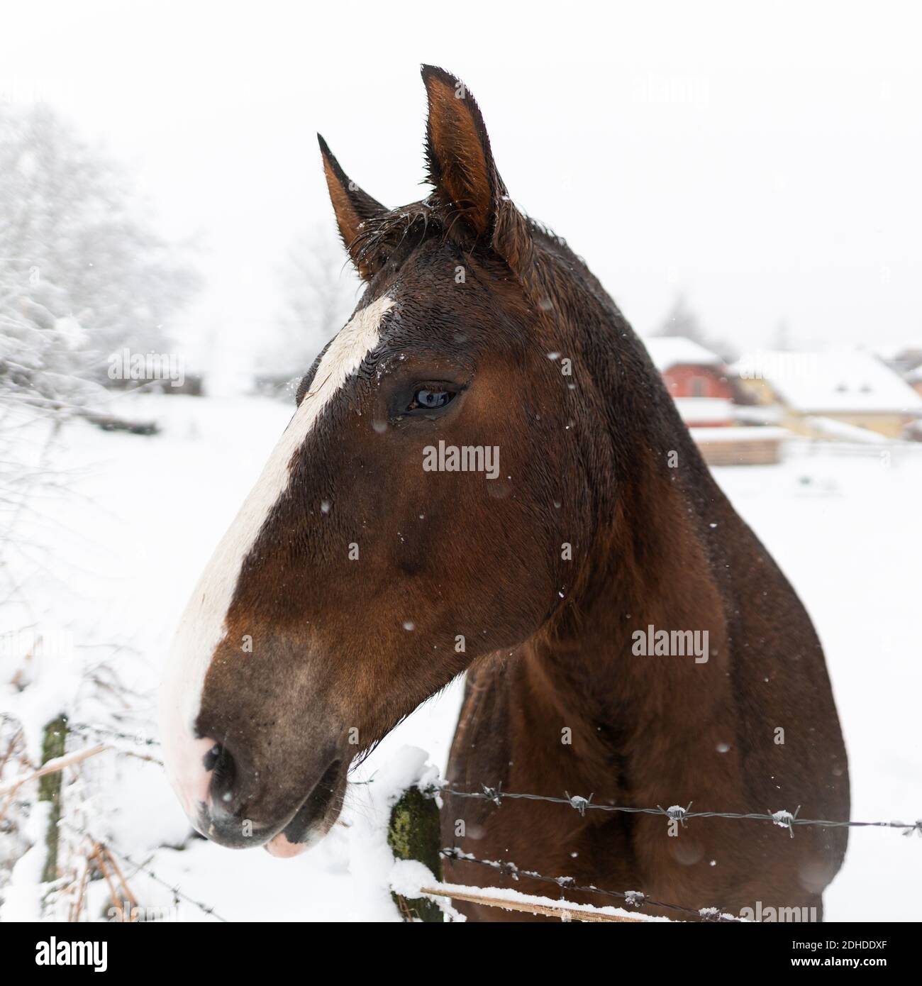 Horse in a winter landscape with snow background Stock Photo - Alamy