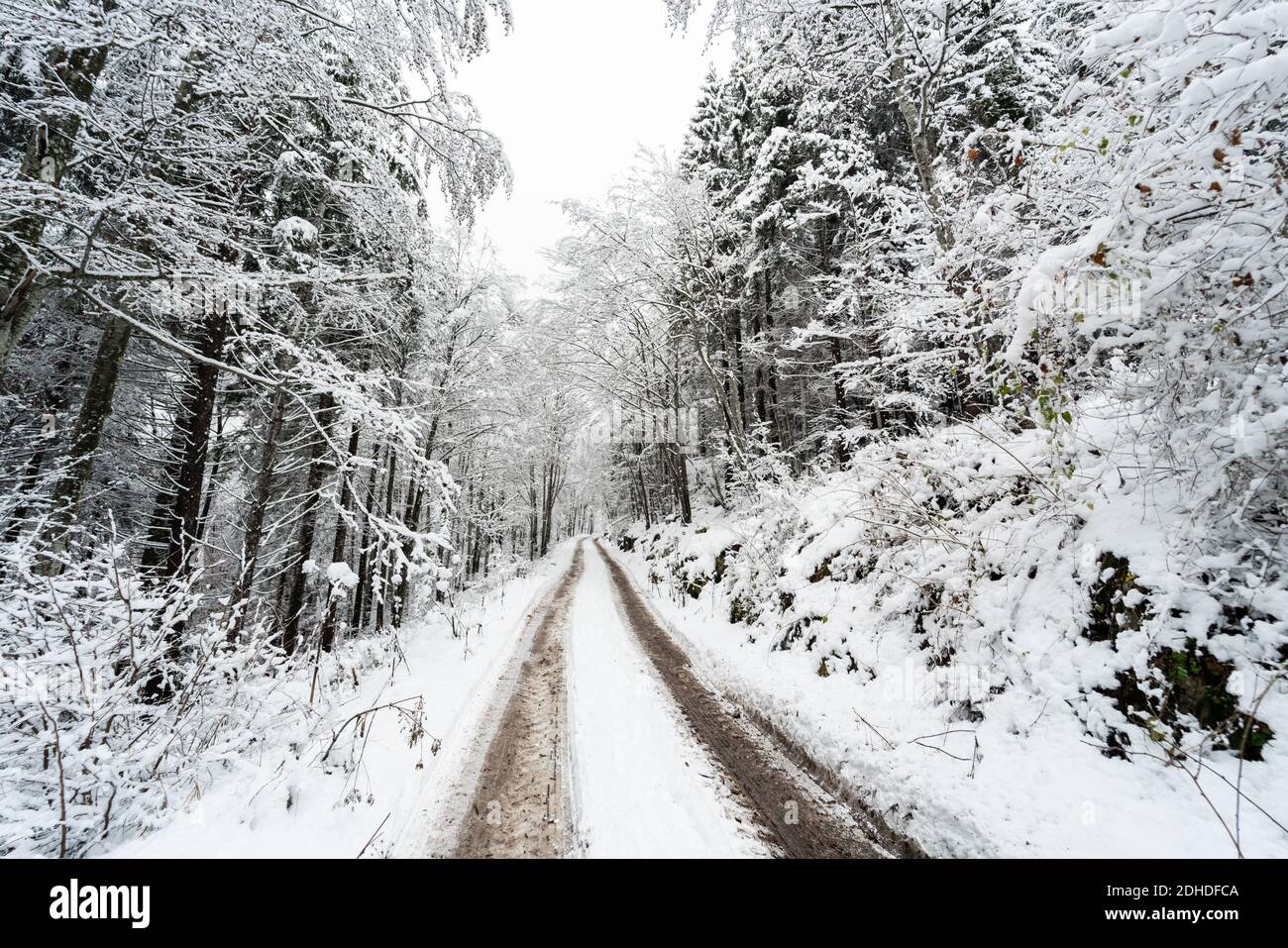 Desert road in the winter season forest Stock Photo - Alamy
