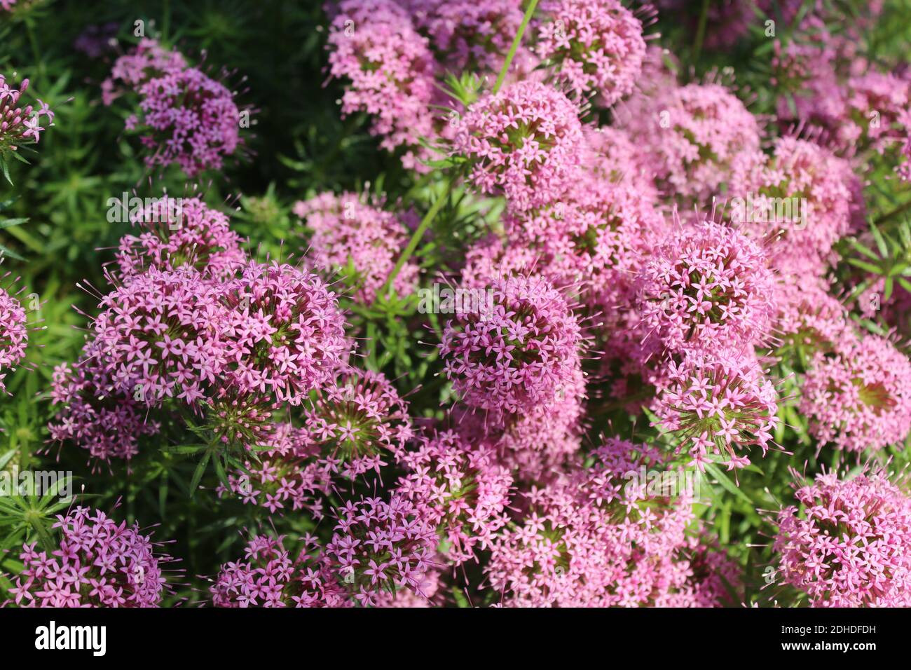 A garden of beautiful pink Phuopsis stylosa flowers Stock Photo - Alamy