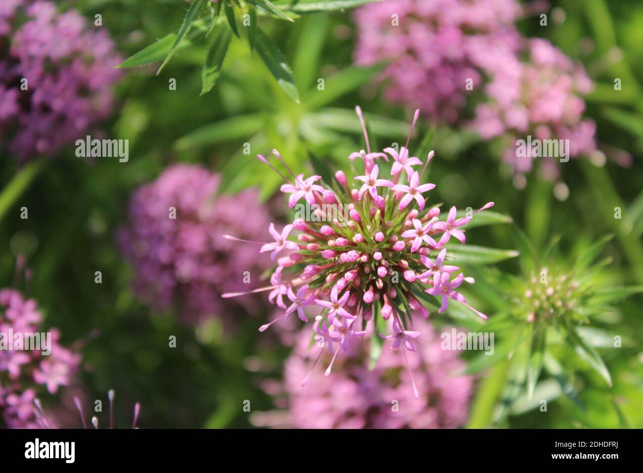 A garden of beautiful pink Phuopsis stylosa flowers Stock Photo - Alamy