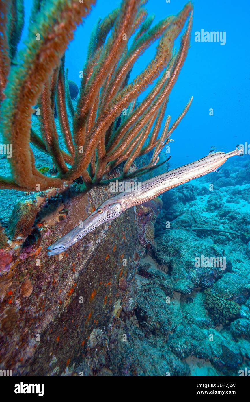 trumpetfishes are three species of highly specialized, tubular ...