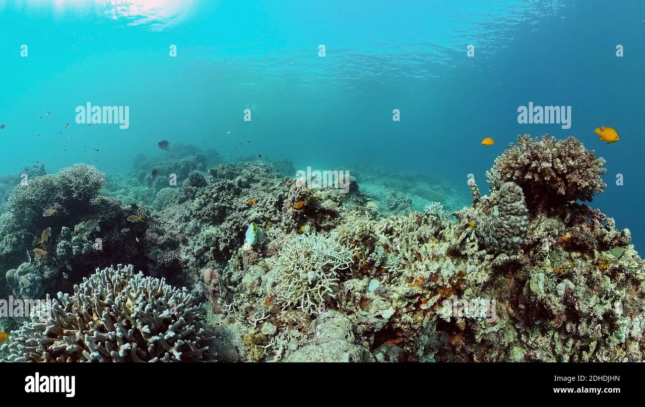 Reef Marine Underwater Scene. Tropical underwater sea fish. Philippines ...