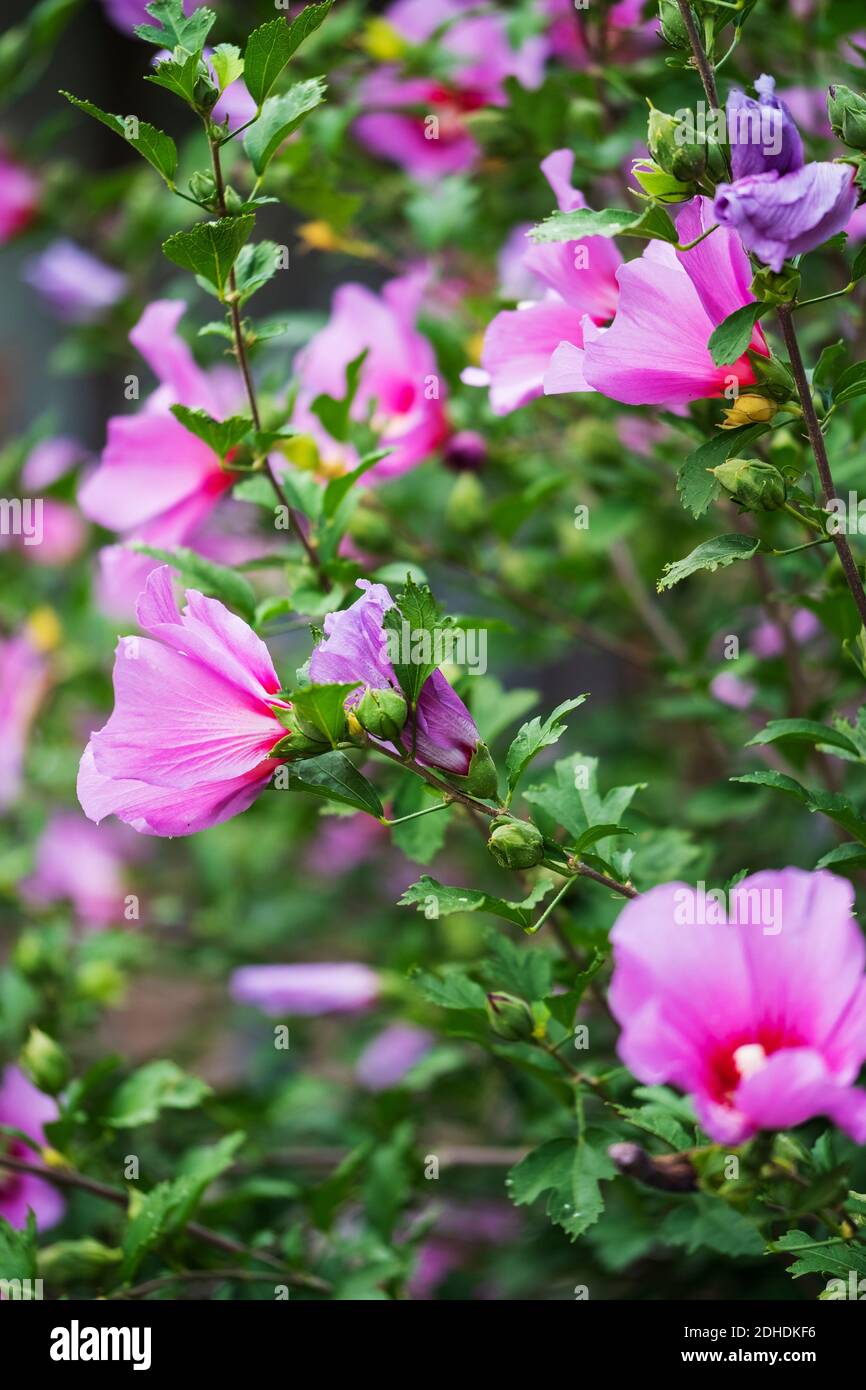 Hibiscus syriacus Althea, Rose of Sharon shrub in full bloom during ...